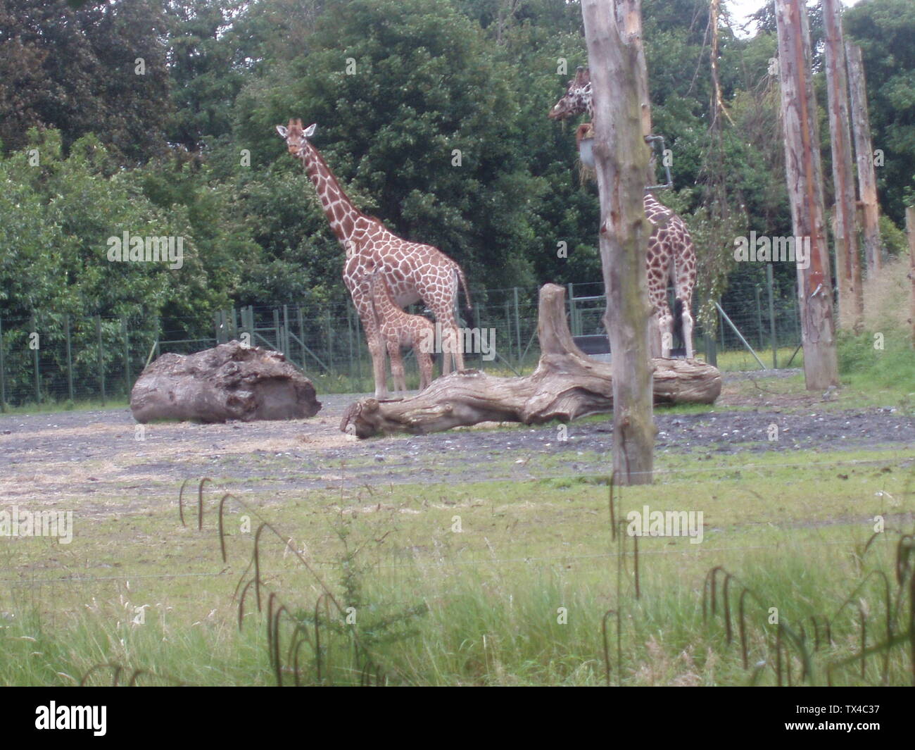 Baby giraffe at dublin zoo hi-res stock photography and images - Alamy