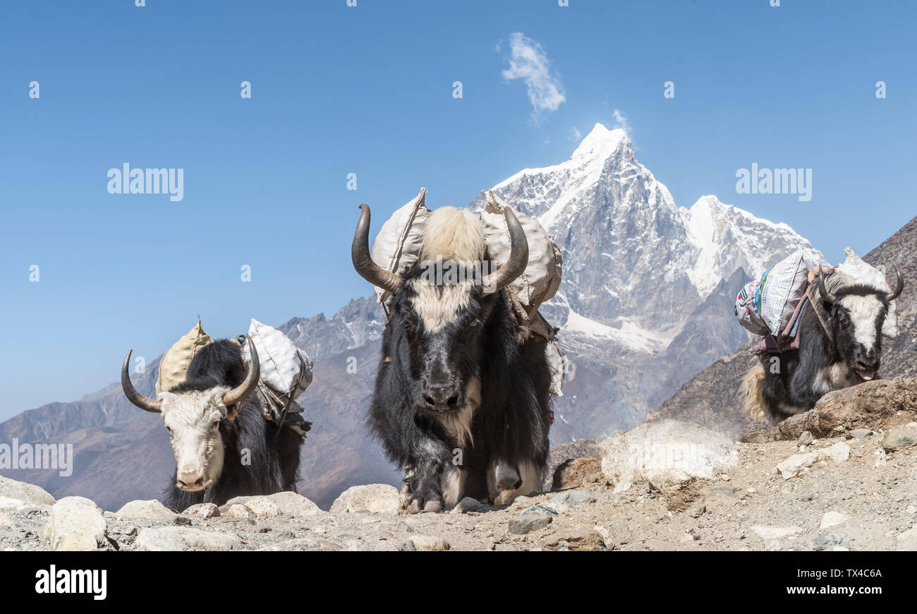 Three yaks hi-res stock photography and images - Alamy