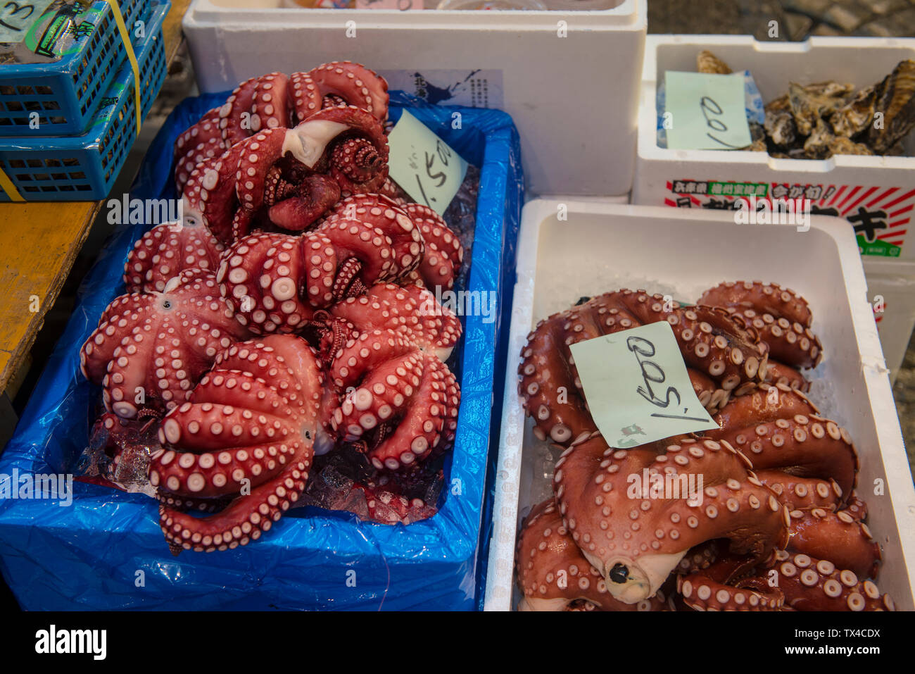 Japan, Tokyo, Tsukiji, boxes of fresh squid at the fish market Stock ...