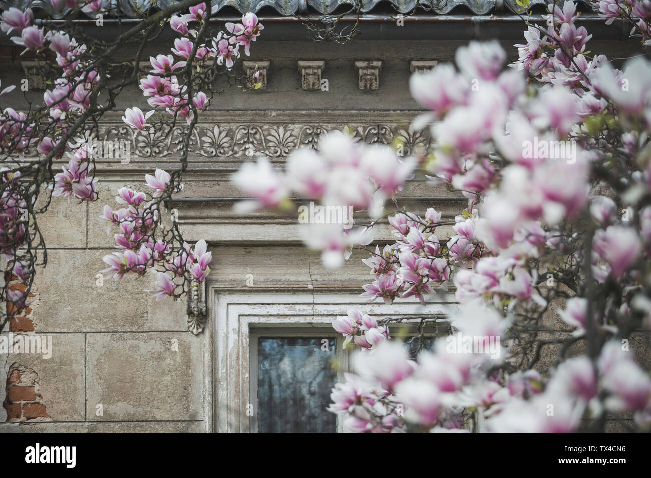 Old magnolia tree hi-res stock photography and images - Alamy