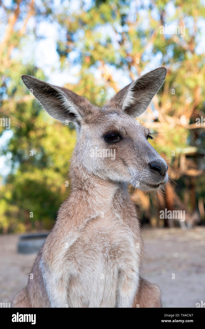 Female kangaroo hi-res stock photography and images - Alamy