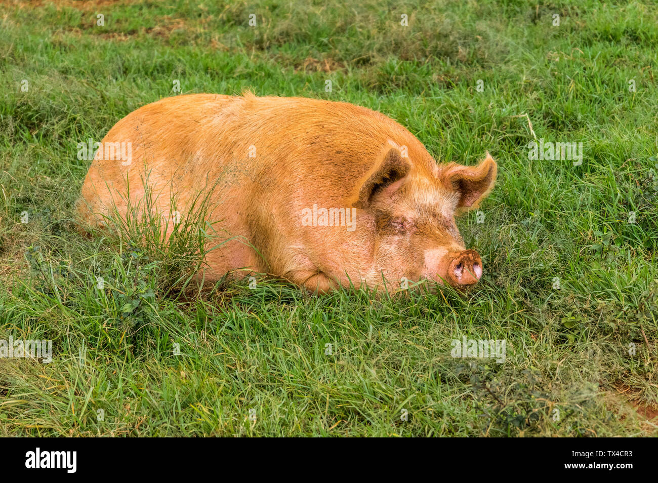 Breed Of Pig High Resolution Stock Photography and Images - Alamy
