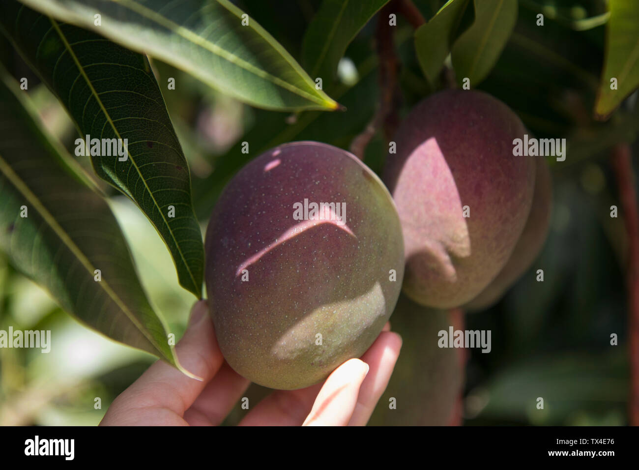 Hand touching mango on mango tree hi-res stock photography and images ...