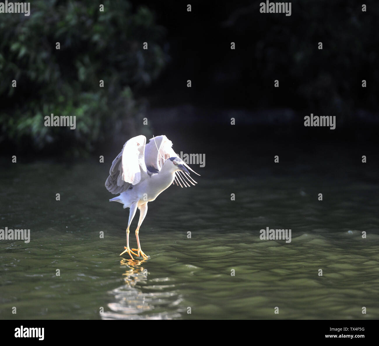 Flying bird fishing Stock Photo - Alamy