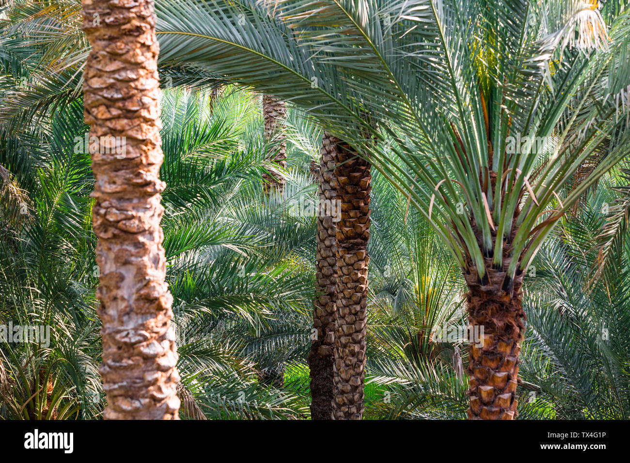 Oman date palm trees hi-res stock photography and images - Alamy