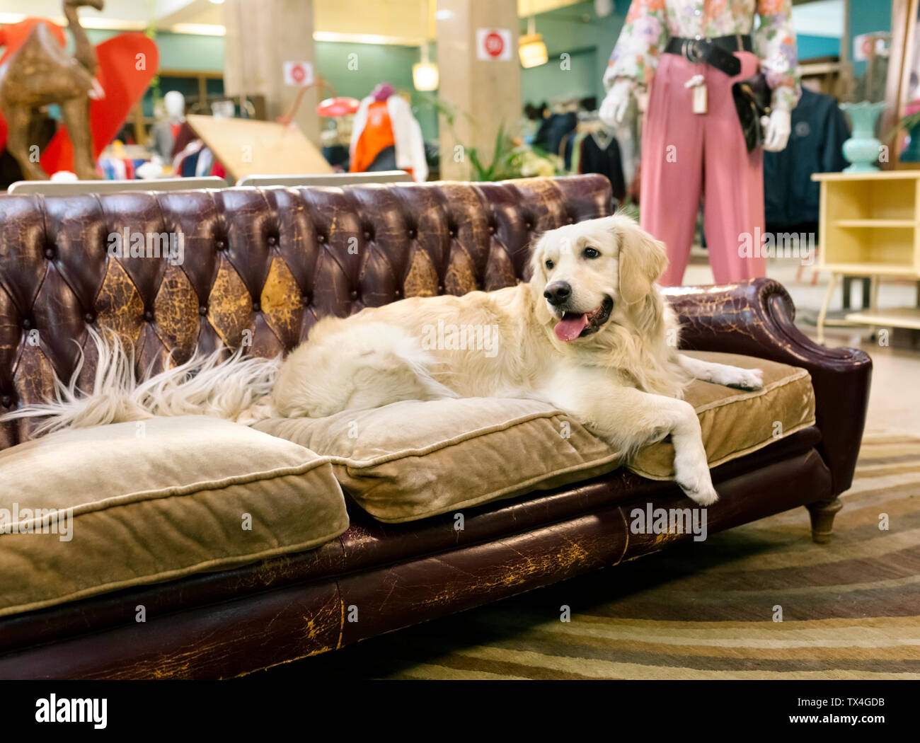 Dog resting on couch hi-res stock photography and images - Alamy
