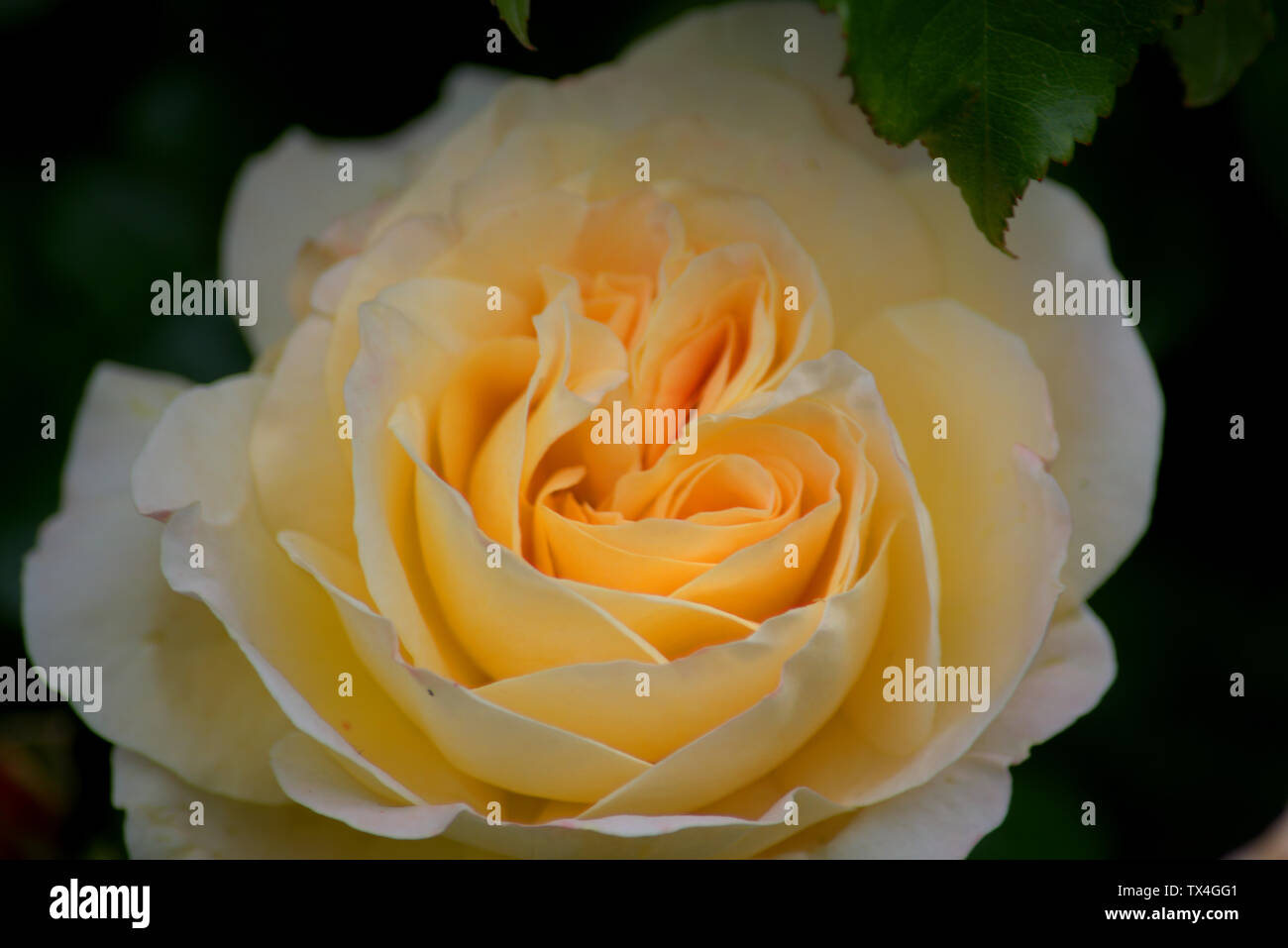 Image of a rose in full bloom Stock Photo - Alamy