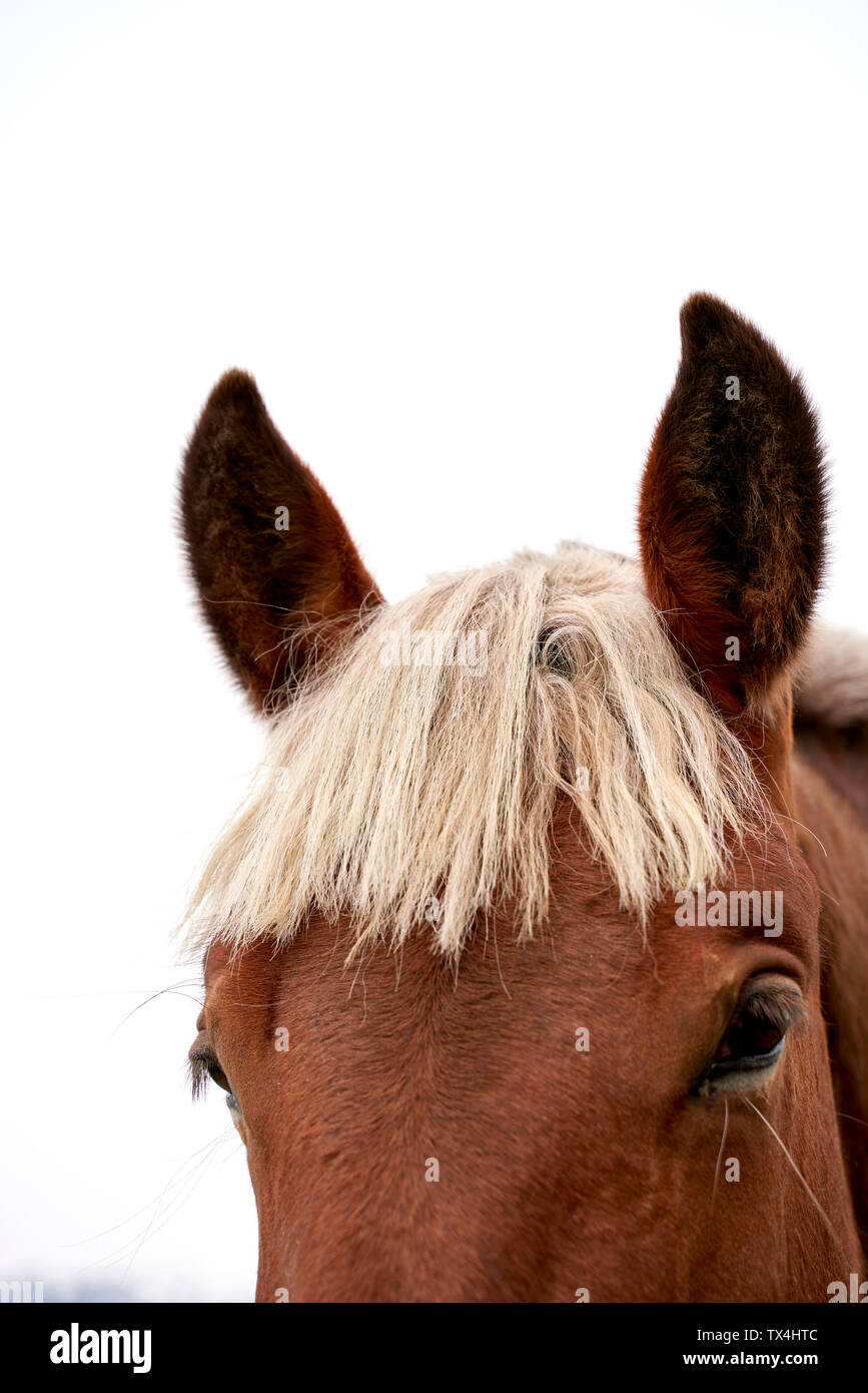 Horse front view hi-res stock photography and images - Alamy