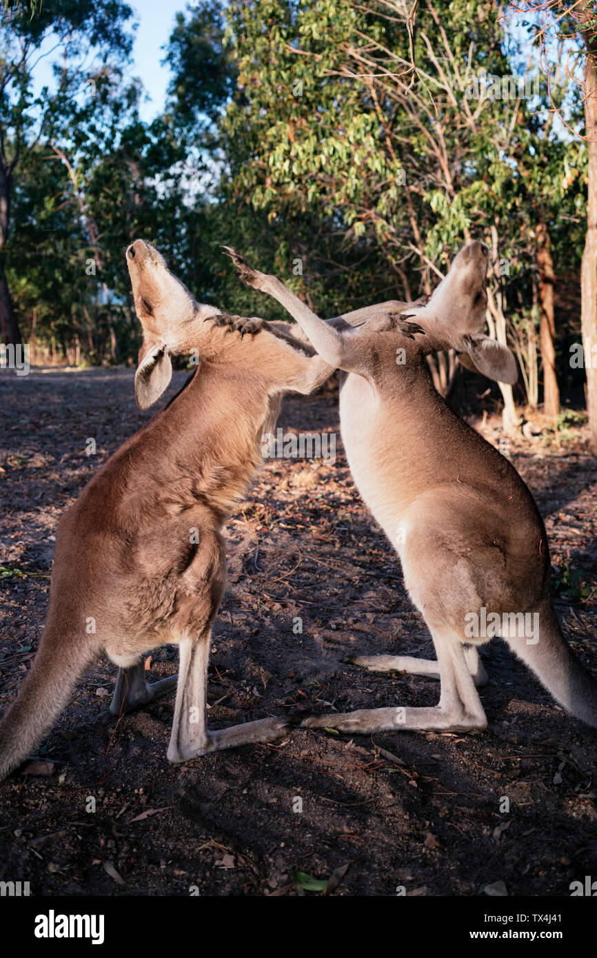 Kangaroos fighting hi-res stock photography and images - Alamy