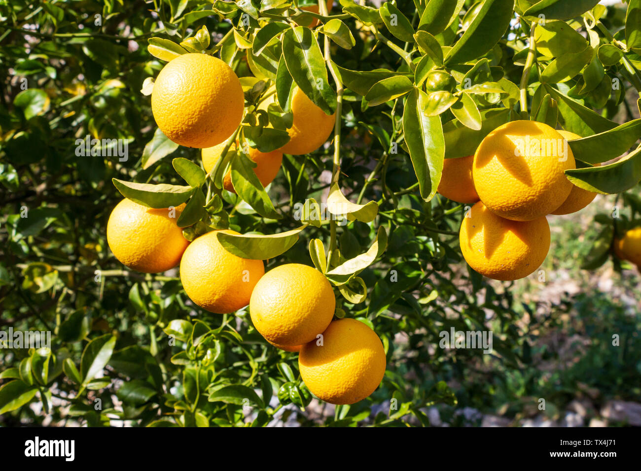 Citrus × clementina, Clementines on the tree Stock Photo - Alamy