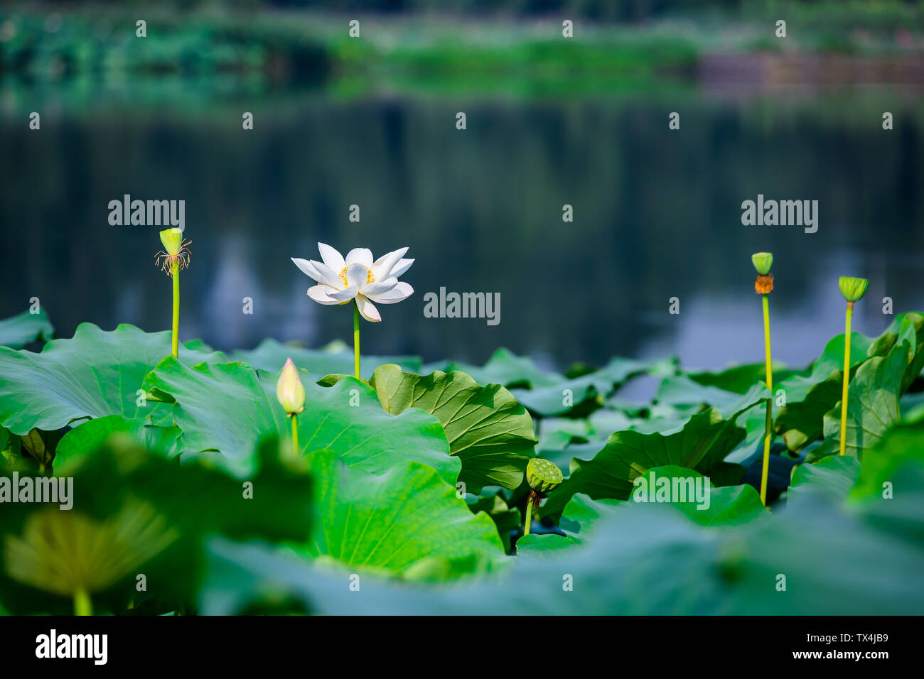 Lotus rhyme and lotus rhyme hi-res stock photography and images - Alamy