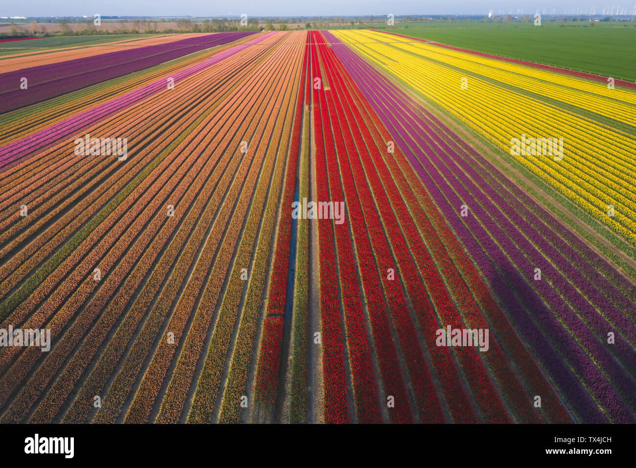 Flower fields aerial hi-res stock photography and images - Alamy