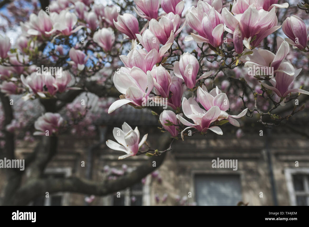 Old magnolia tree hi-res stock photography and images - Alamy