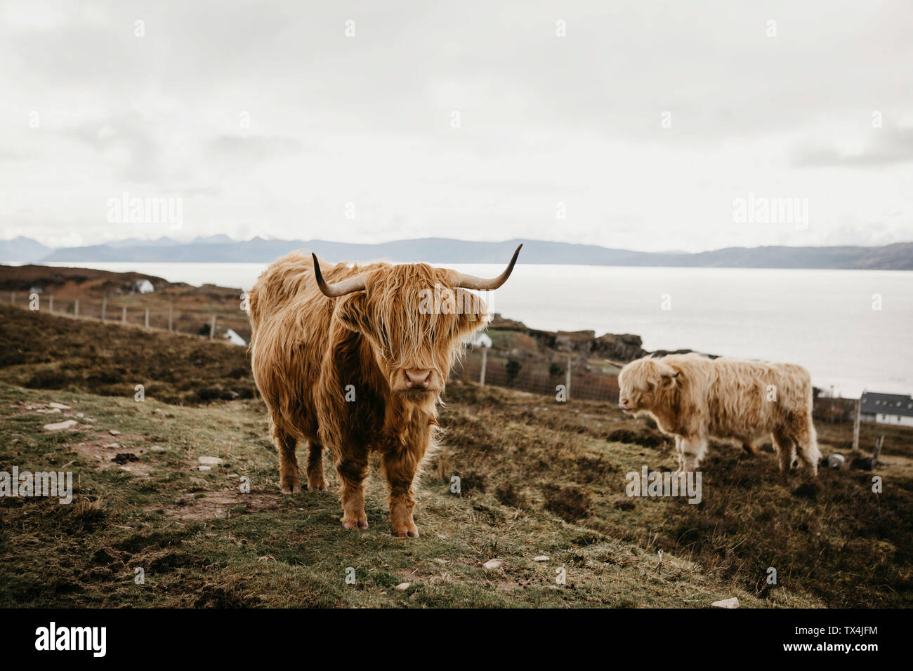 Highland cattle longhorn hi-res stock photography and images - Alamy