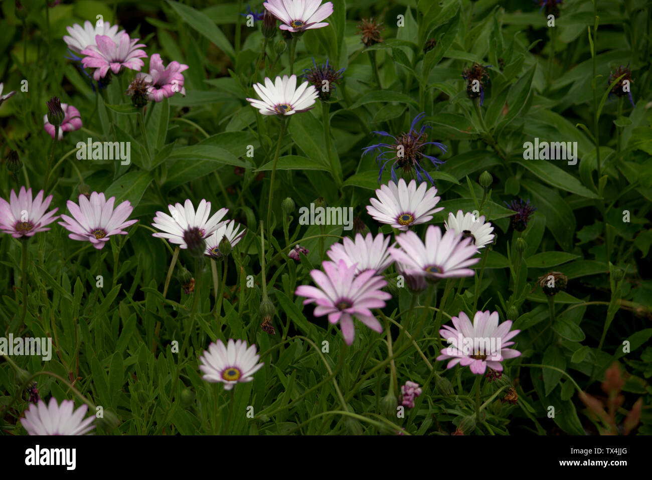 Giant Daisy Flowers High Resolution Stock Photography and Images - Alamy
