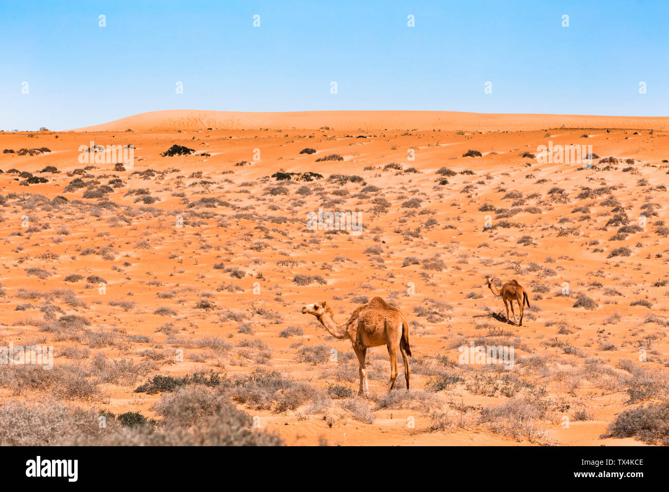 Dromedaries hi-res stock photography and images - Alamy