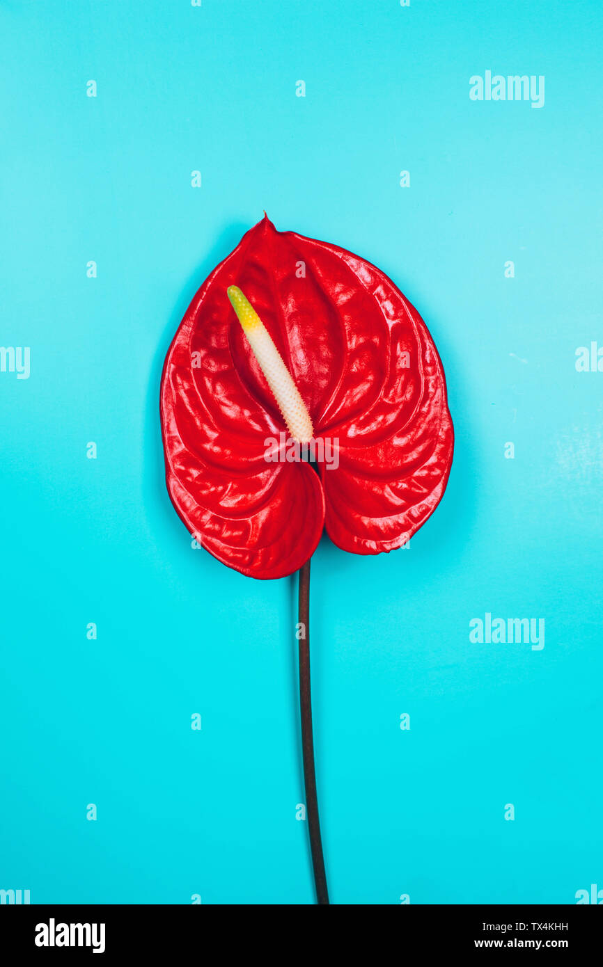 Beautiful tropical red anthurium flower on turquoise background ...