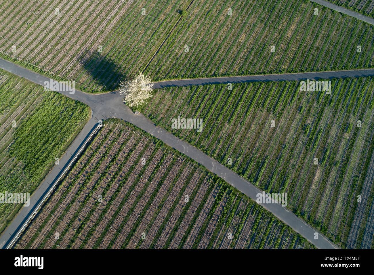 Single cherry blossom tree hi-res stock photography and images - Alamy