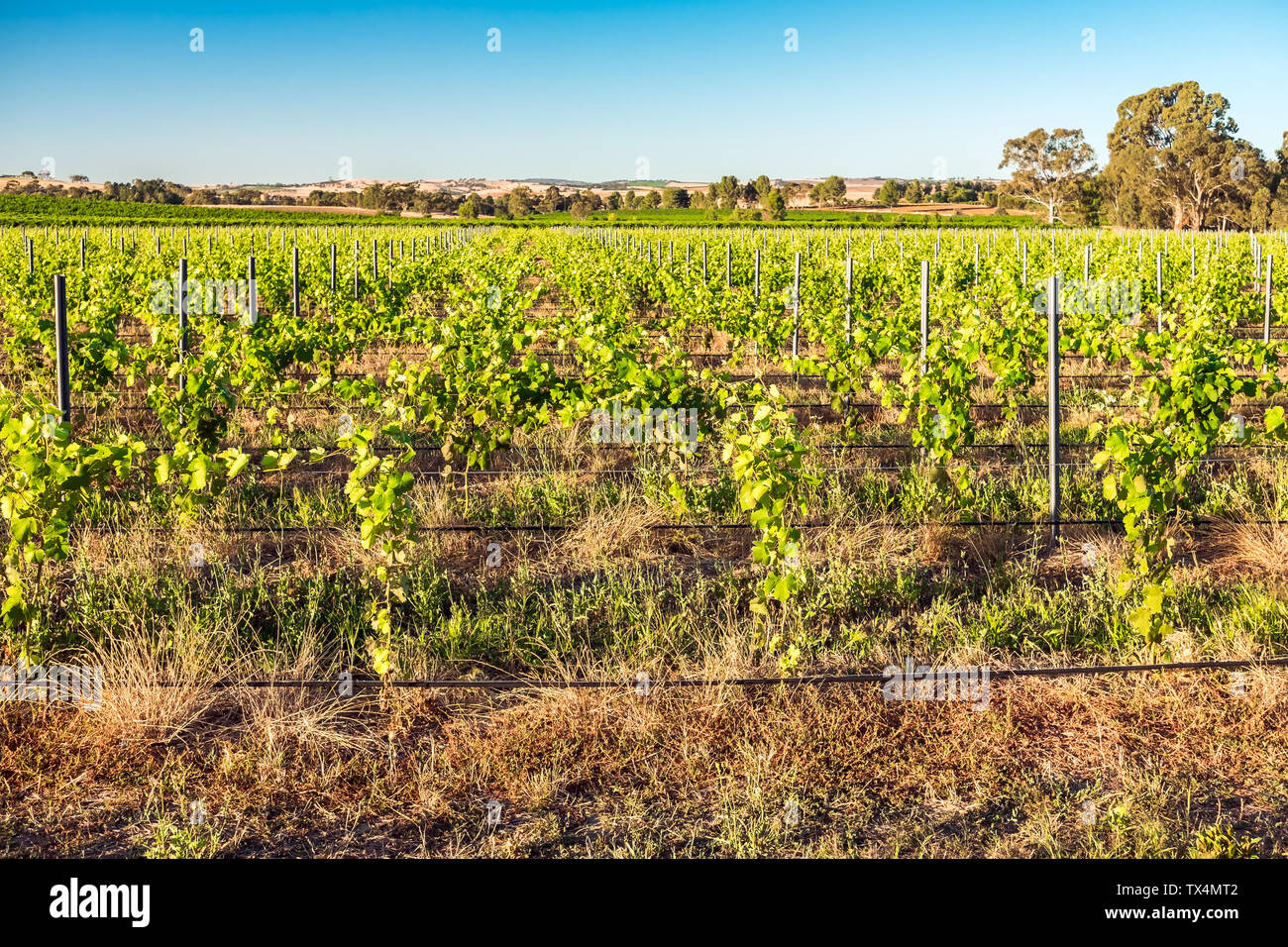 Australia wine region hi-res stock photography and images - Alamy