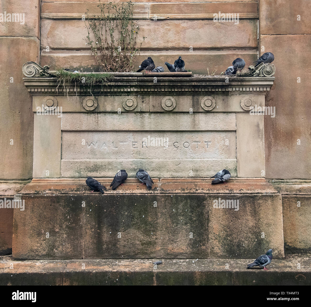 Glasgow pigeons hi-res stock photography and images - Alamy