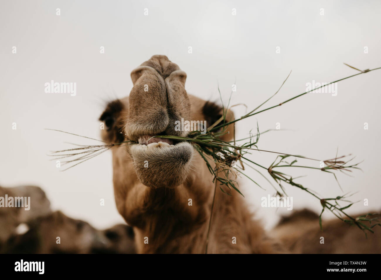 Chewing camel hi-res stock photography and images - Alamy