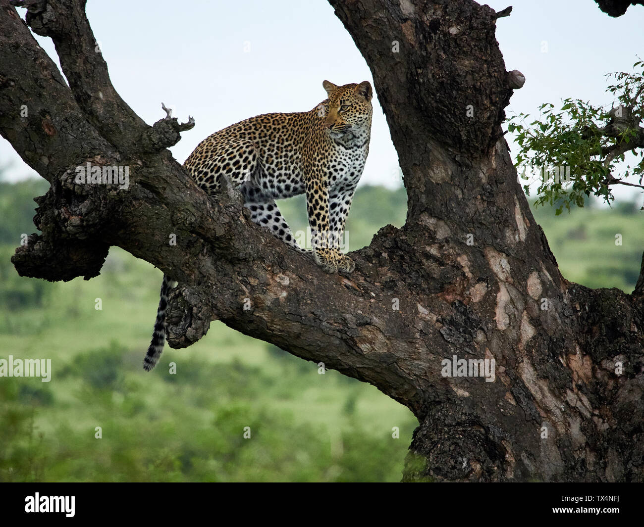Leopard Standing High Resolution Stock Photography and Images - Alamy