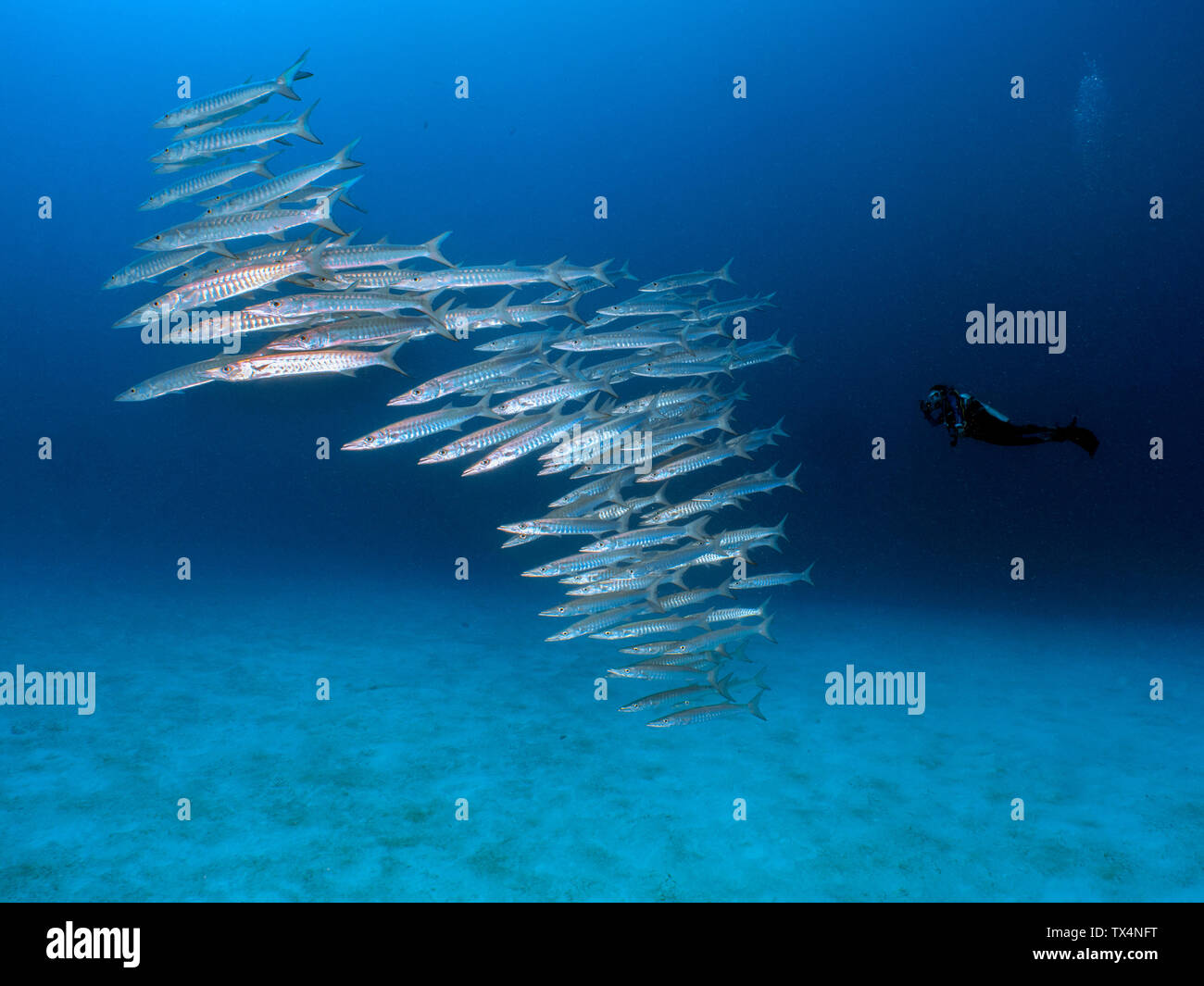 Barracudas activity hi-res stock photography and images - Alamy