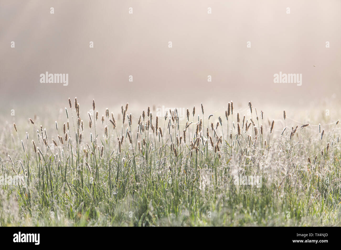 Photography of grasses hi-res stock photography and images - Alamy