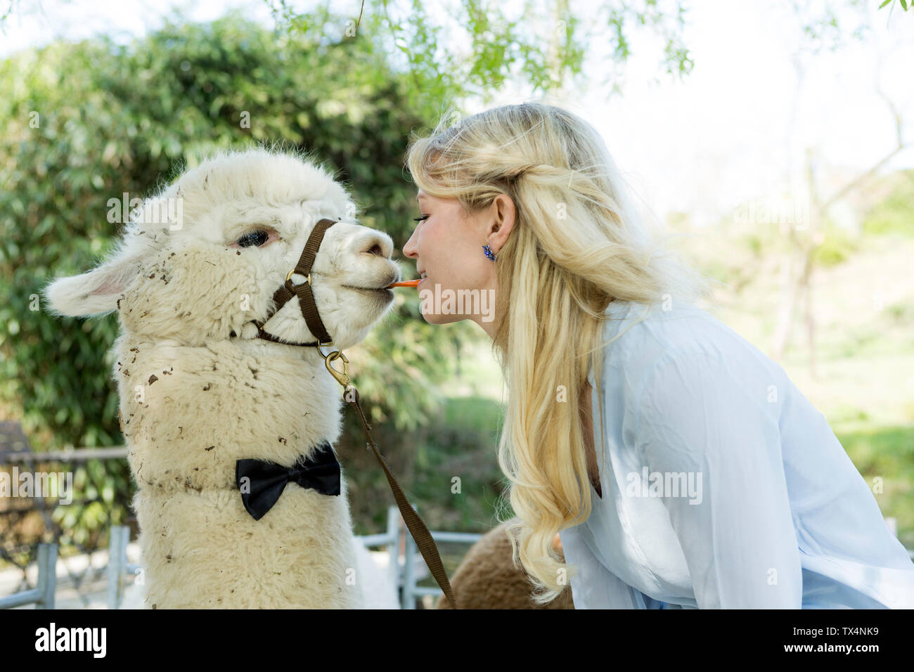 Woman feeding alpaca from mouth to mouth Stock Photo - Alamy