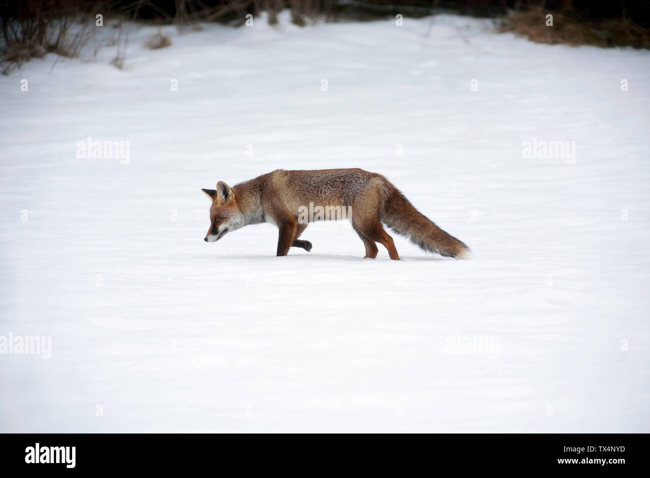 Red fox walking in winter hi-res stock photography and images - Alamy