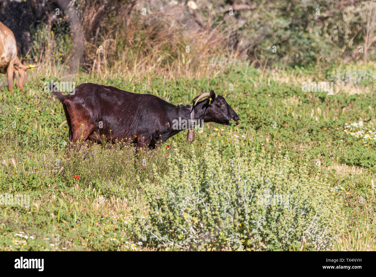 Domestic goat capra hircus male hi-res stock photography and images - Alamy
