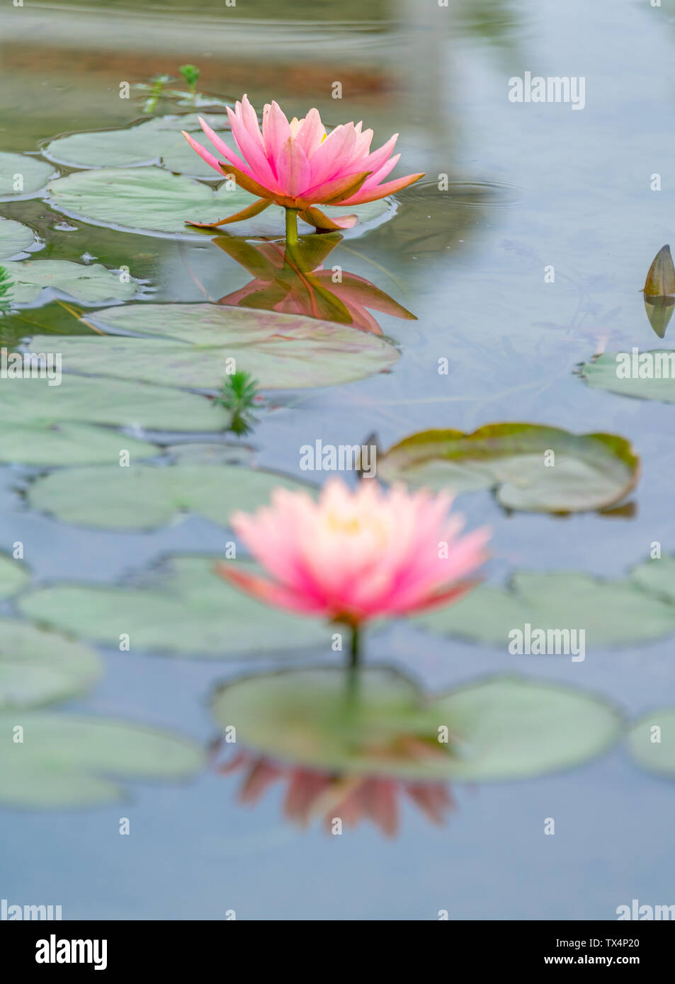 Pink water lily flowers on the lake Stock Photo - Alamy