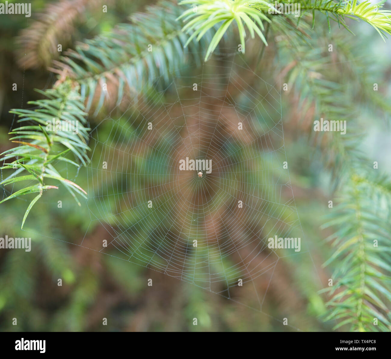 Nature, spider, spider web, spider web, trap, plant, summer, tree, wood ...