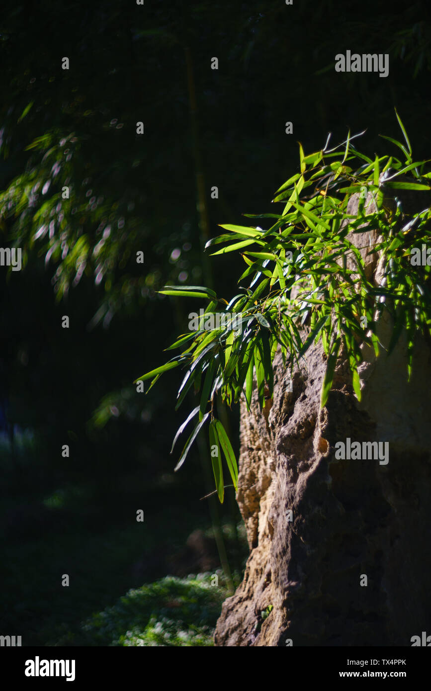 Bamboo shadow hi-res stock photography and images - Alamy