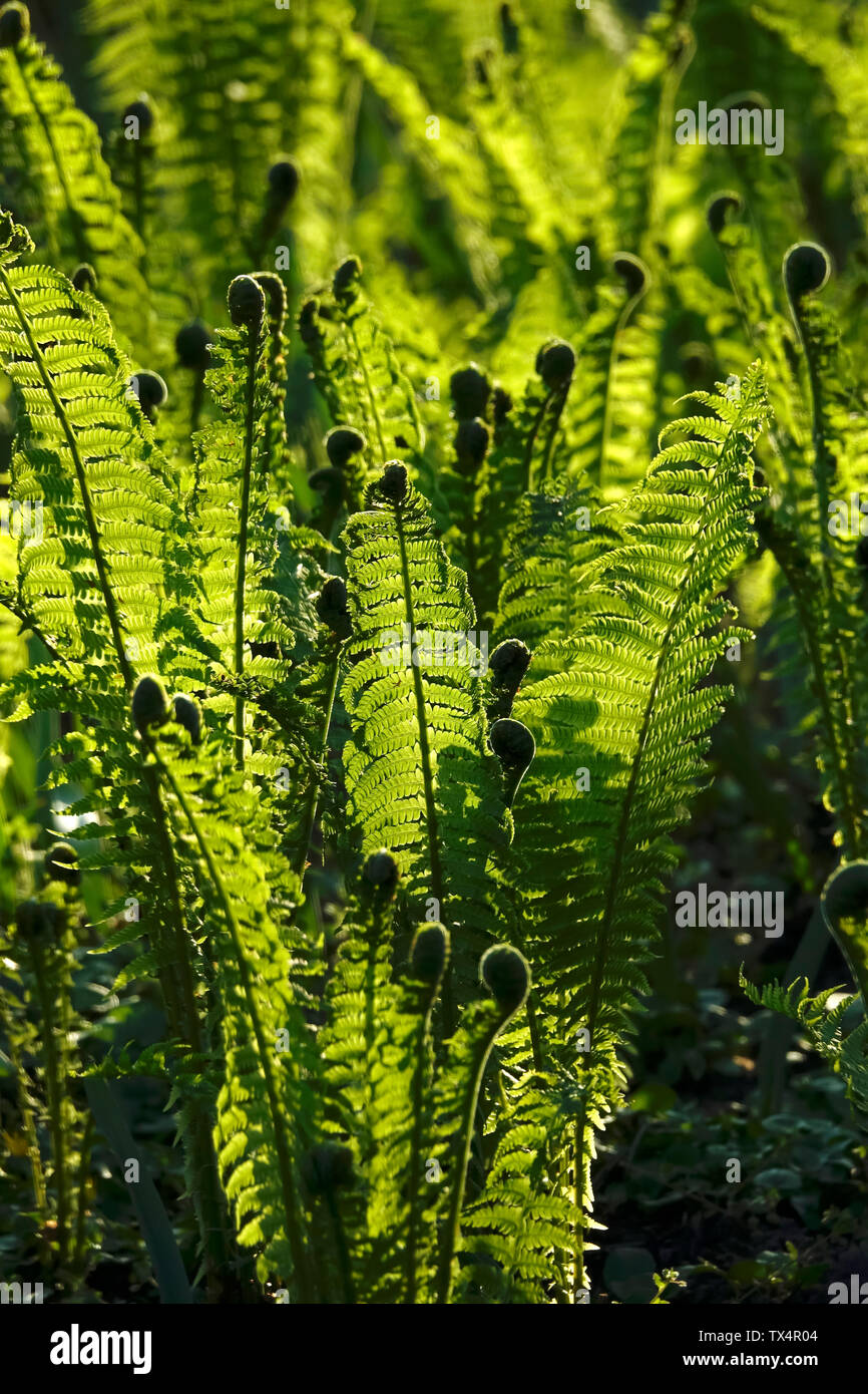 Green fern hi-res stock photography and images - Alamy