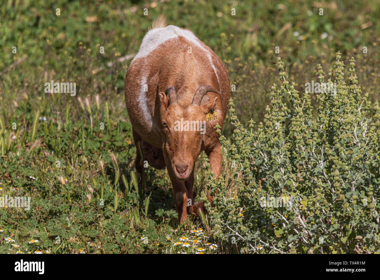 Cabra capra hircus hi-res stock photography and images - Alamy