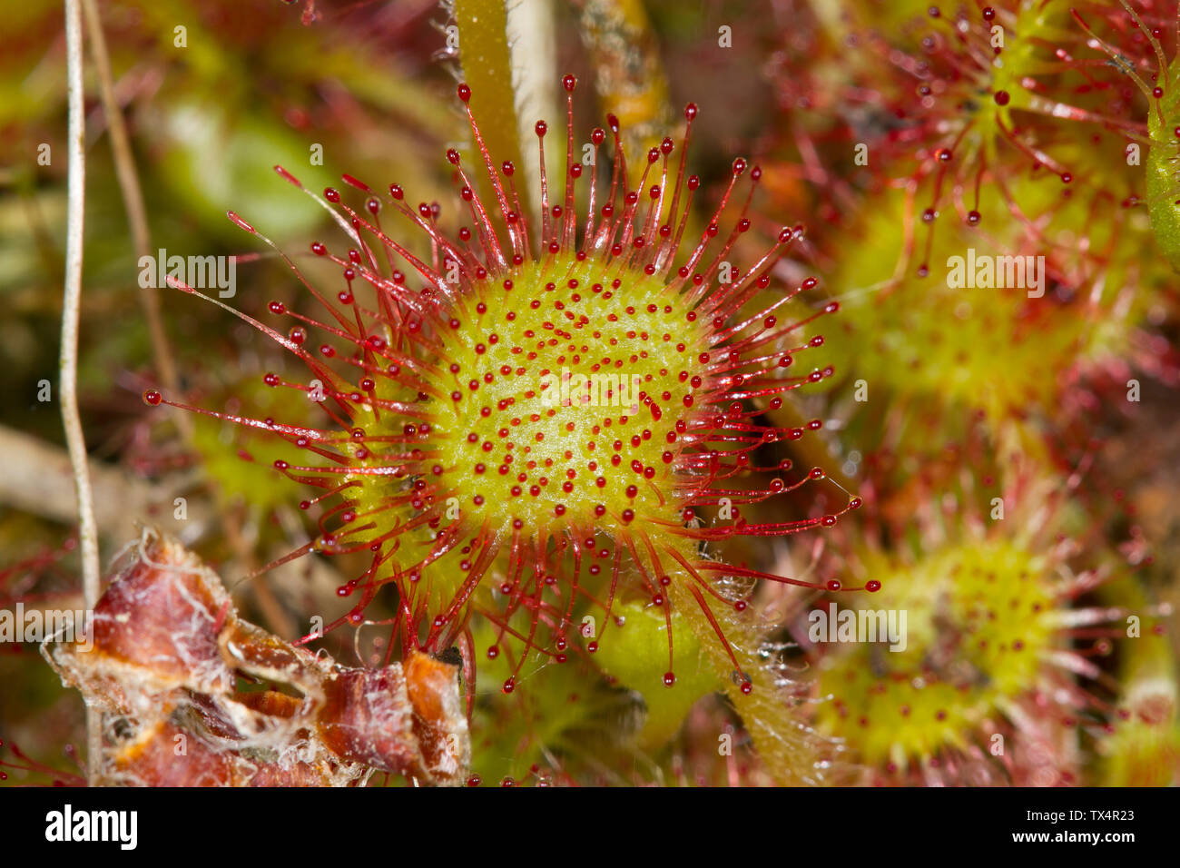 Common sundew hi-res stock photography and images - Alamy