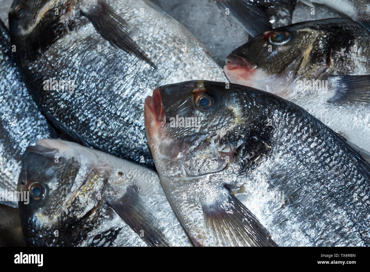 Fish in the Mercado dos Lavradores, farmers' market, Funchal, Madeira ...