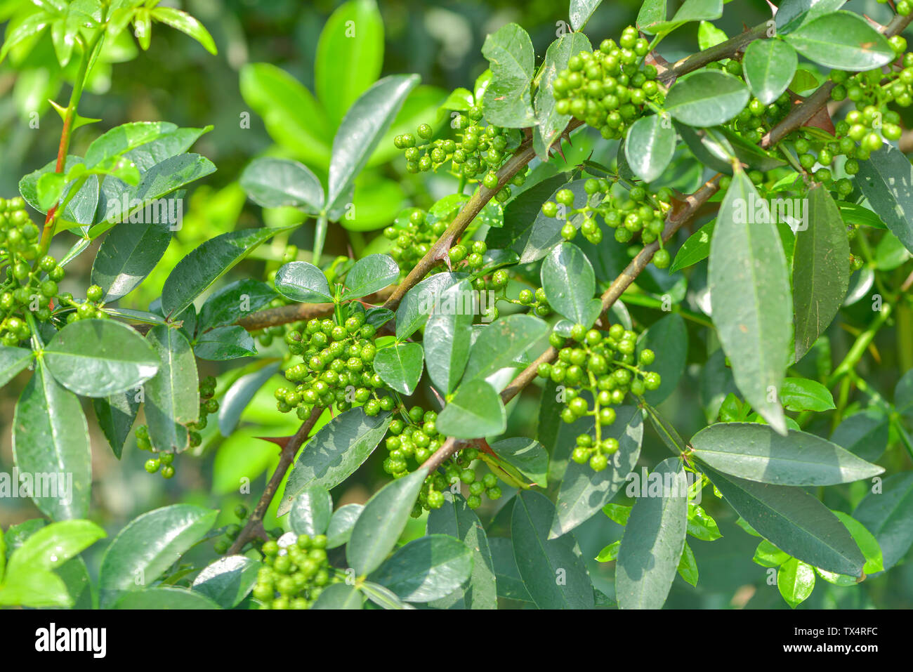 Pepper rattan pepper branch close-up HD large picture Stock Photo - Alamy