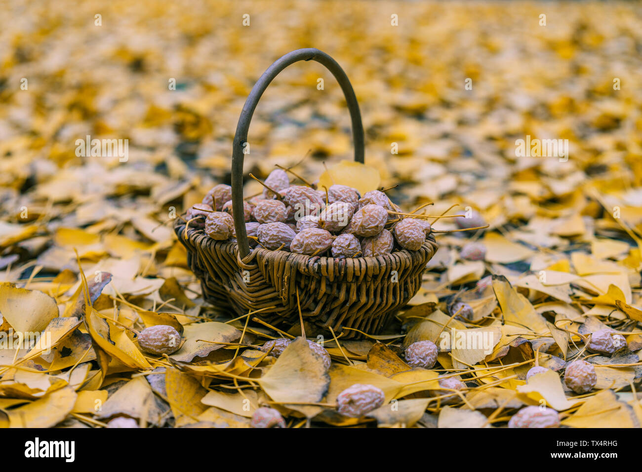 Autumn ginkgo fruit Stock Photo - Alamy