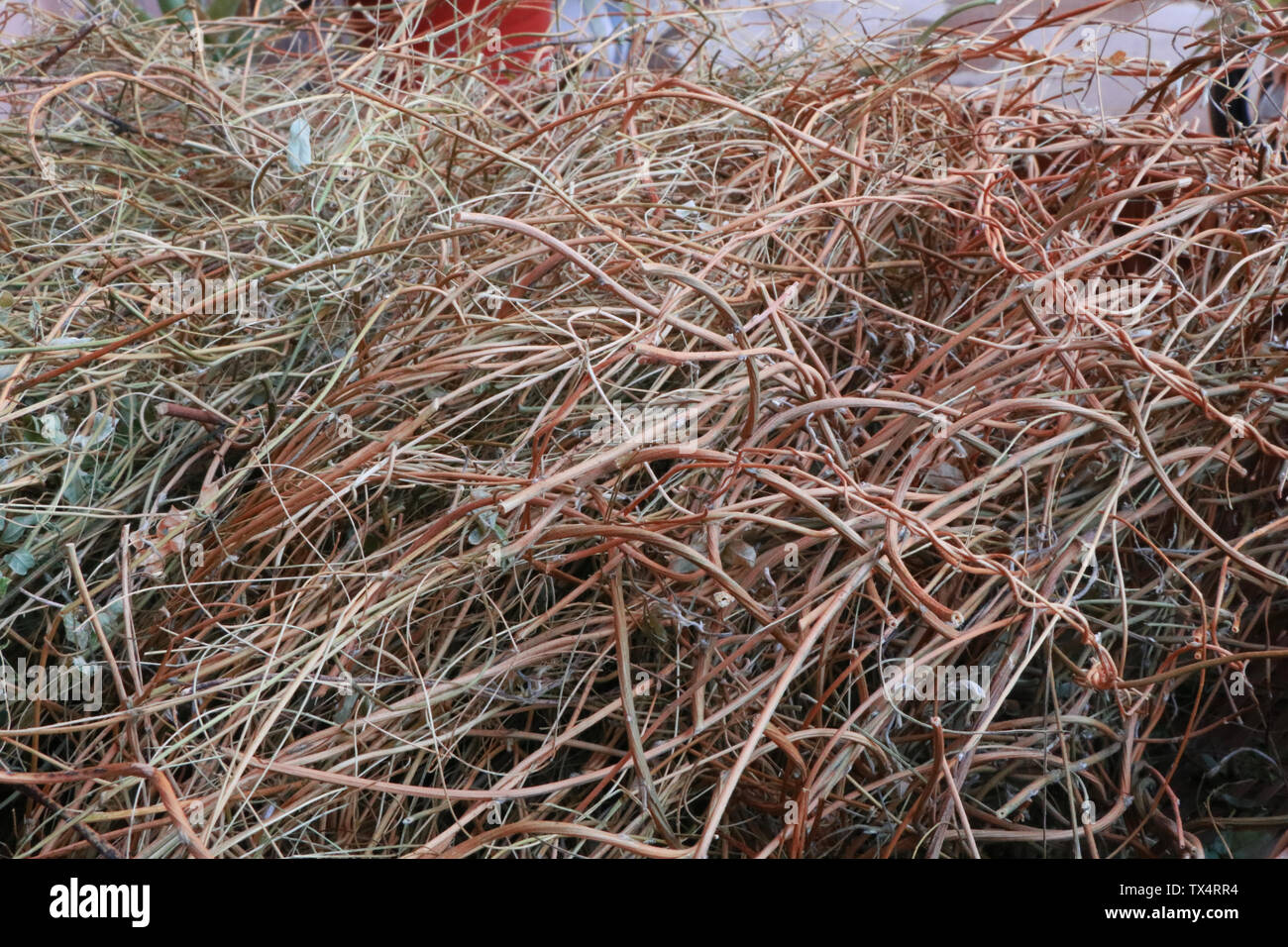 Chicken bone grass Stock Photo - Alamy