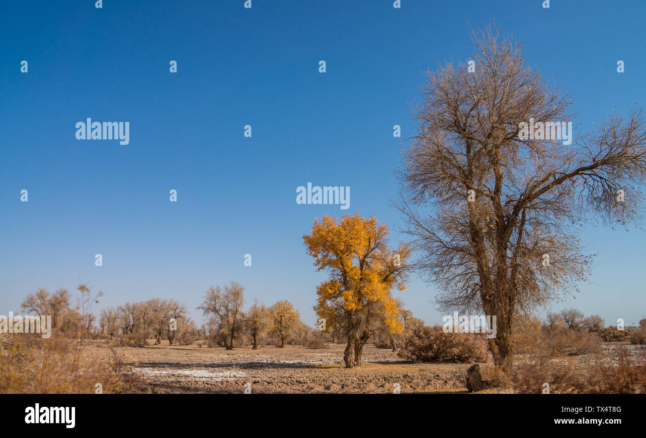 Poplar Lin, lake, reflection, beautiful scenery Stock Photo - Alamy
