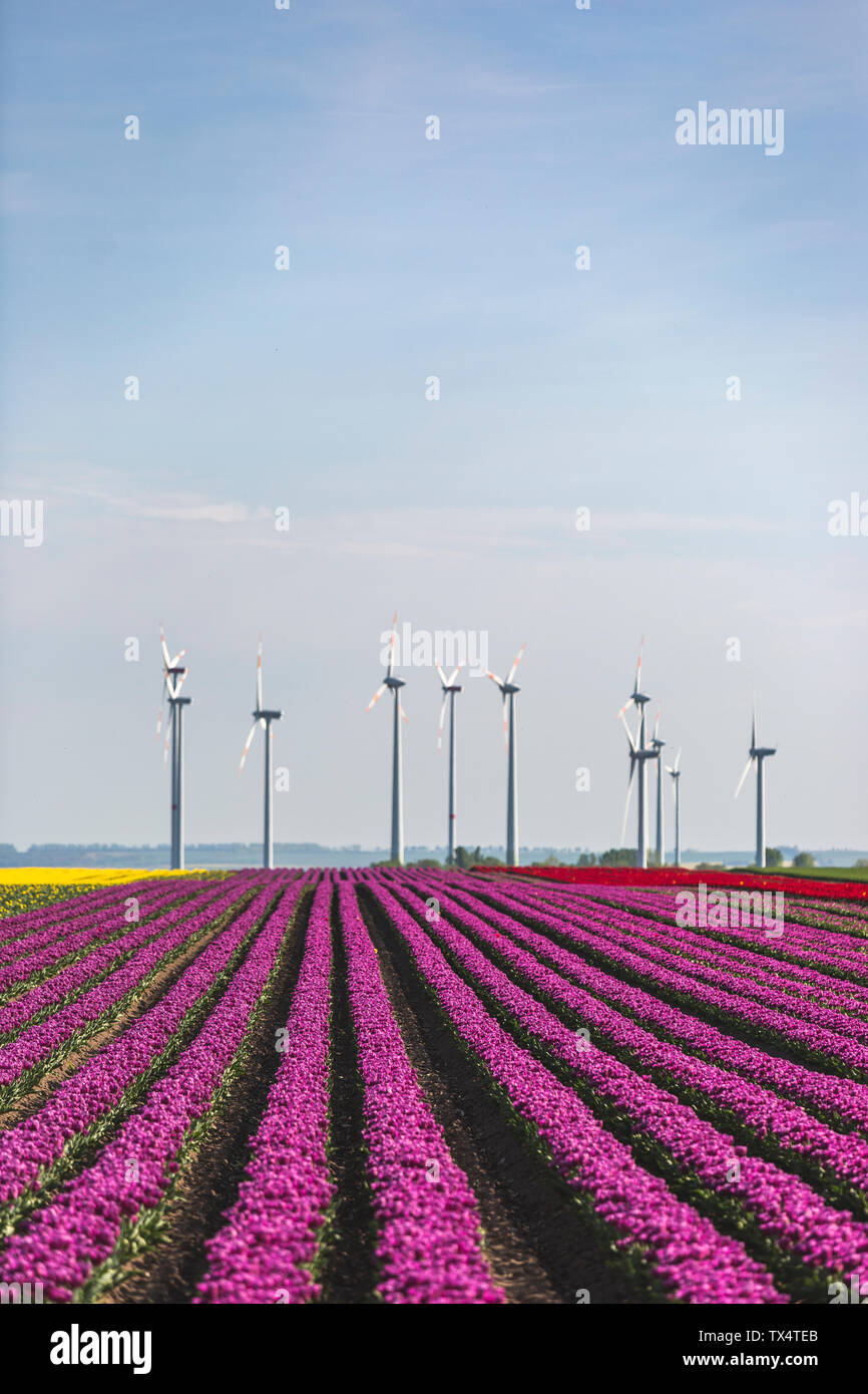 Germany flower power hi-res stock photography and images - Alamy