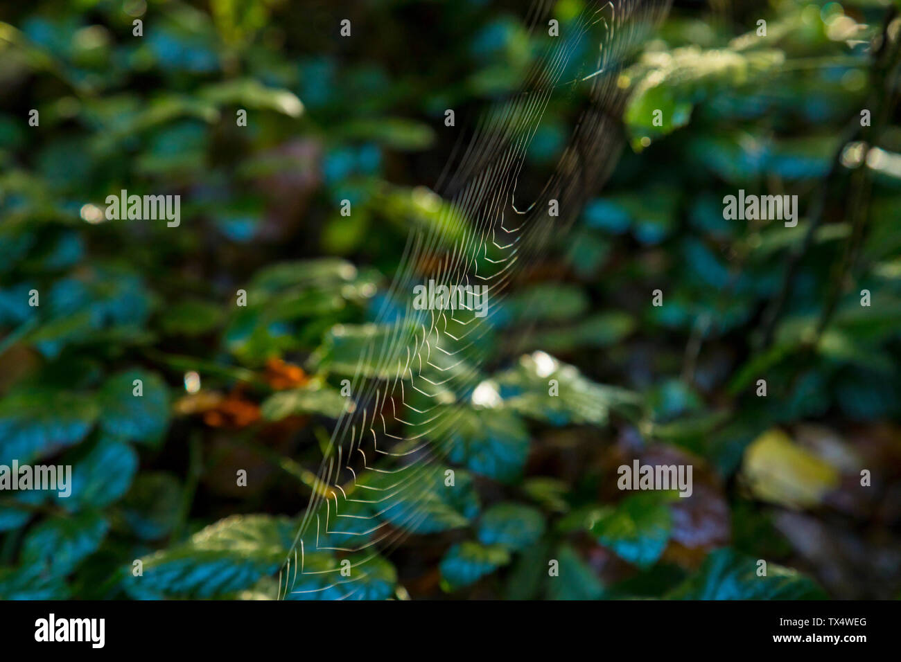 Spider web in autumn Stock Photo - Alamy