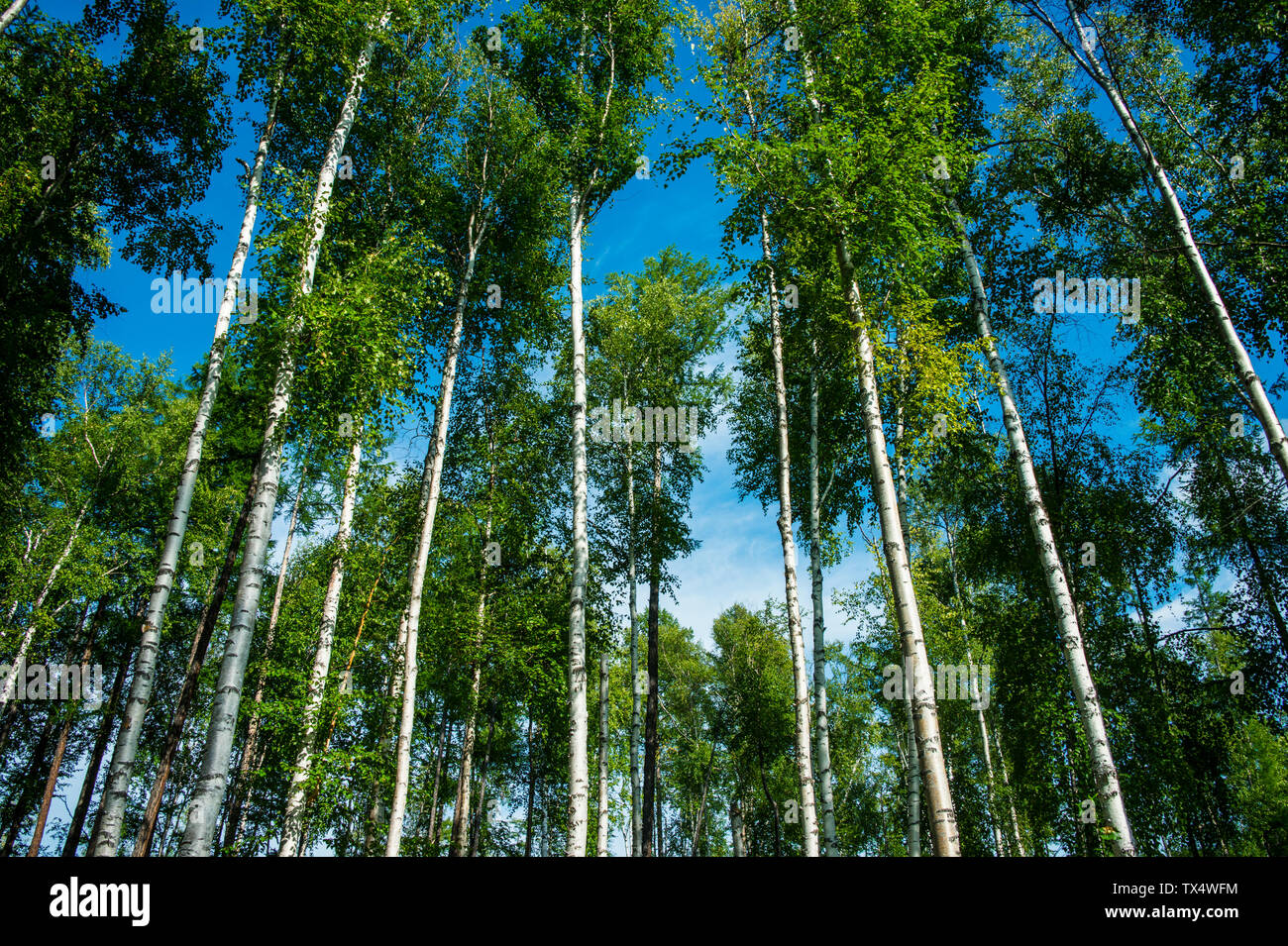 Birch tree forest near Tolbachik volcano, Kamchatka, Russia Stock Photo ...