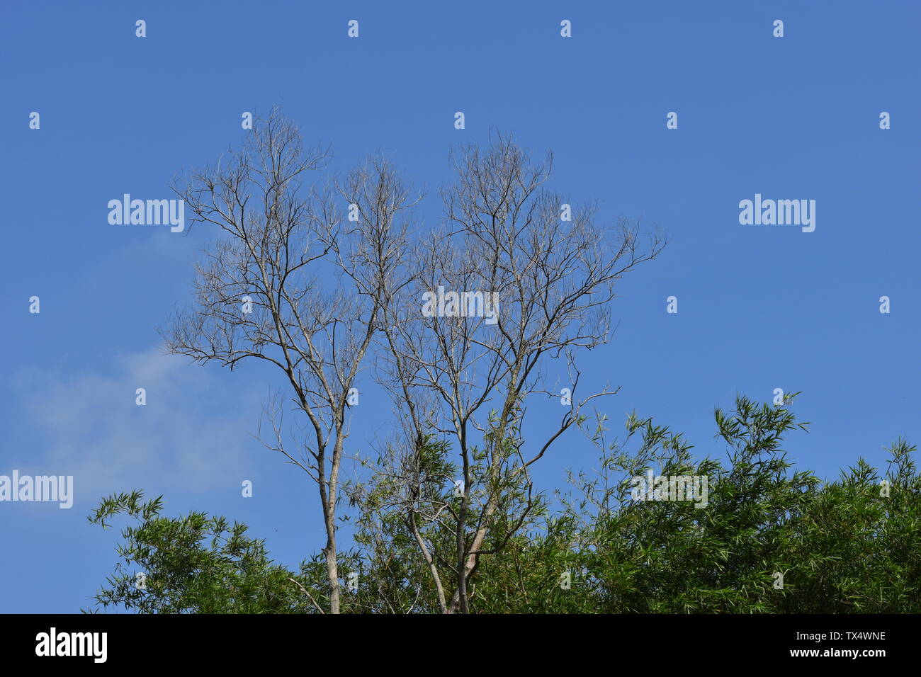 Dead tree at blue sky hi-res stock photography and images - Alamy