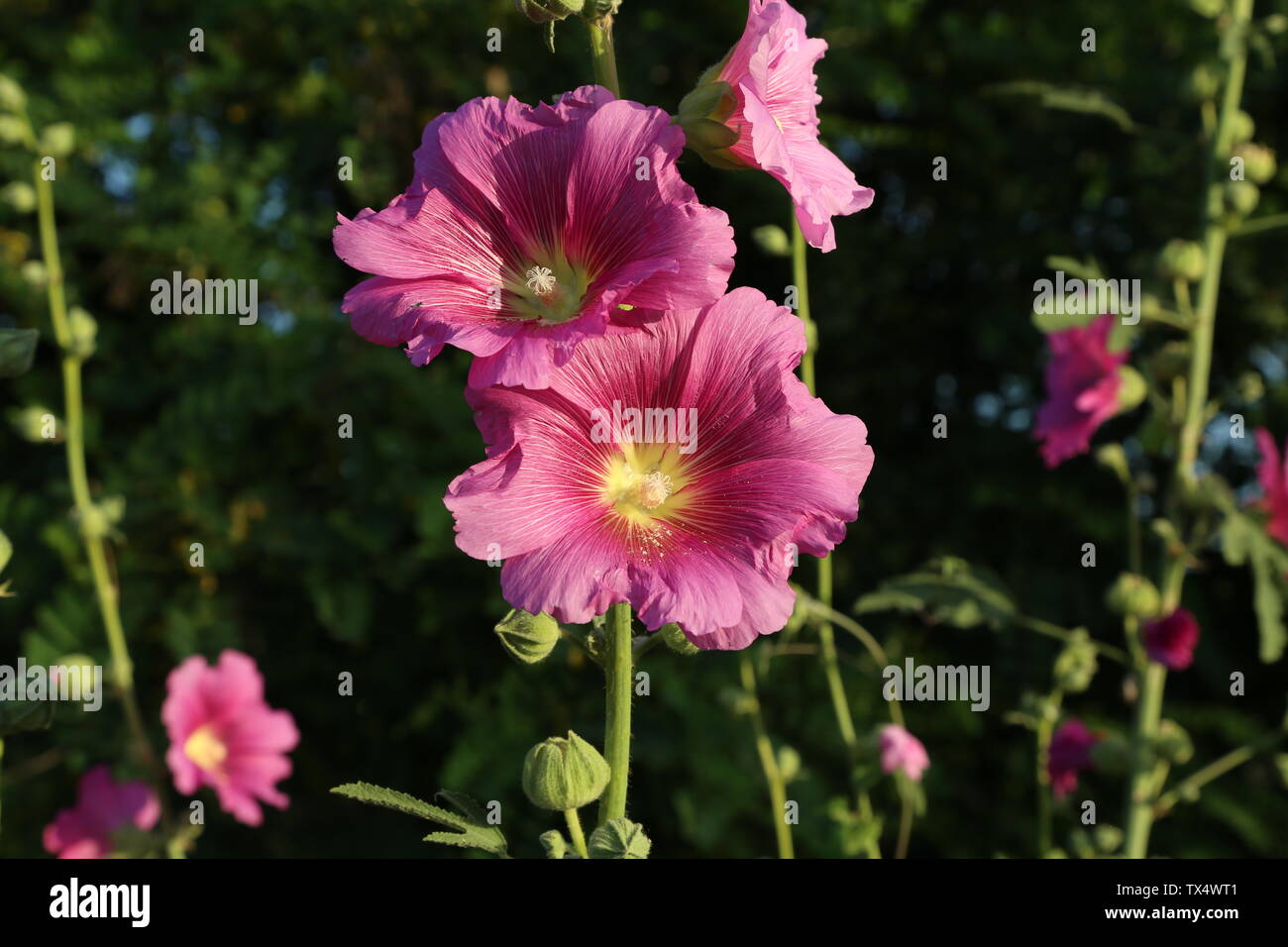 Stockroses hi-res stock photography and images - Alamy