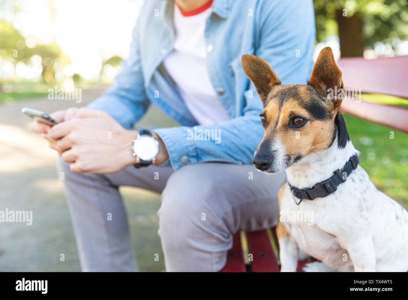 Portrait of attentive dog sitting on park bench beside his owner Stock ...