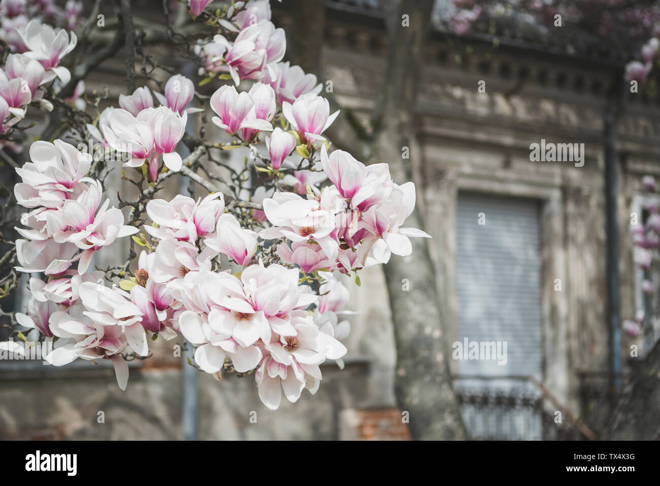 Old magnolia tree hi-res stock photography and images - Alamy