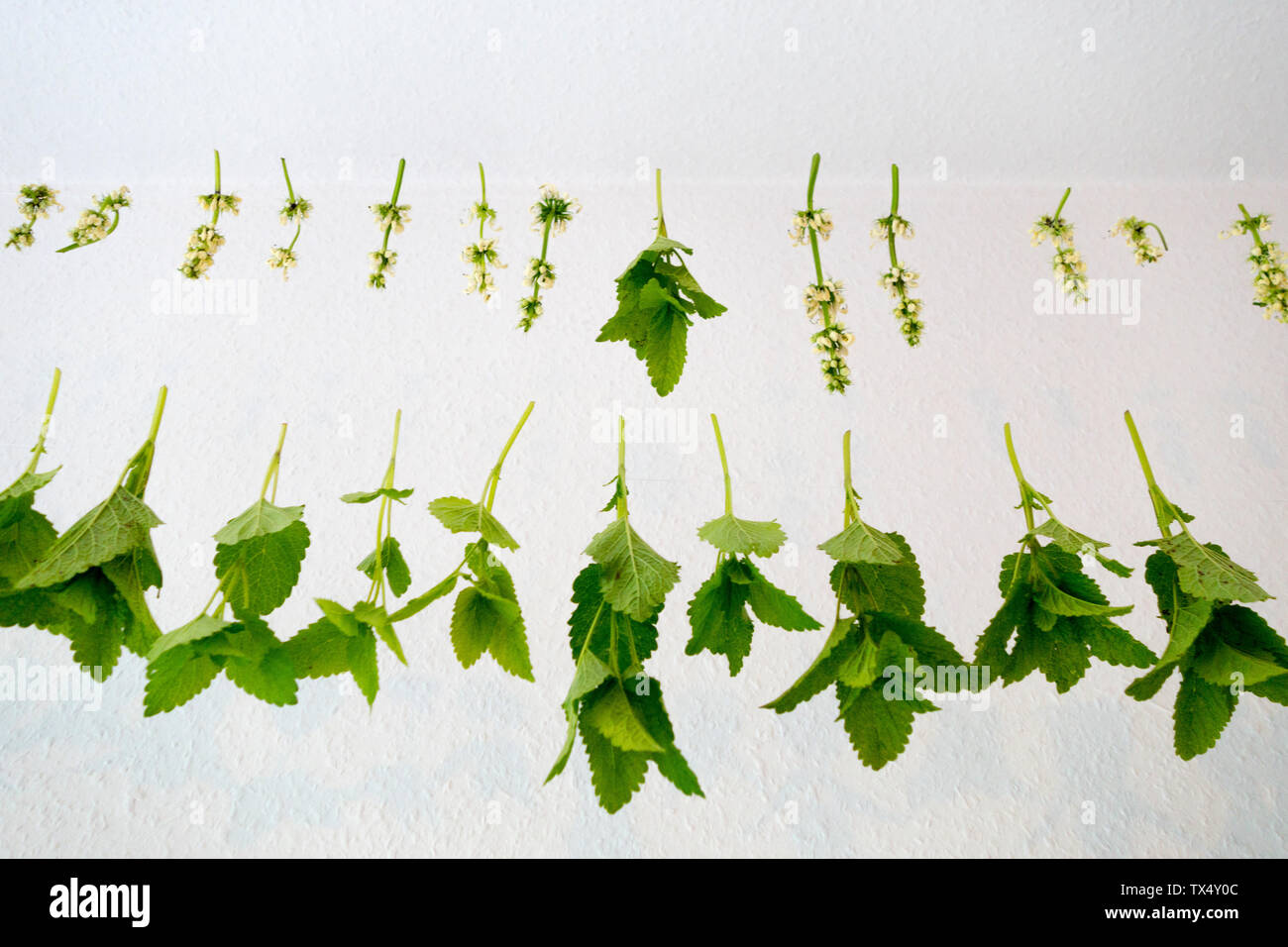 White nettle and balm hi-res stock photography and images - Alamy